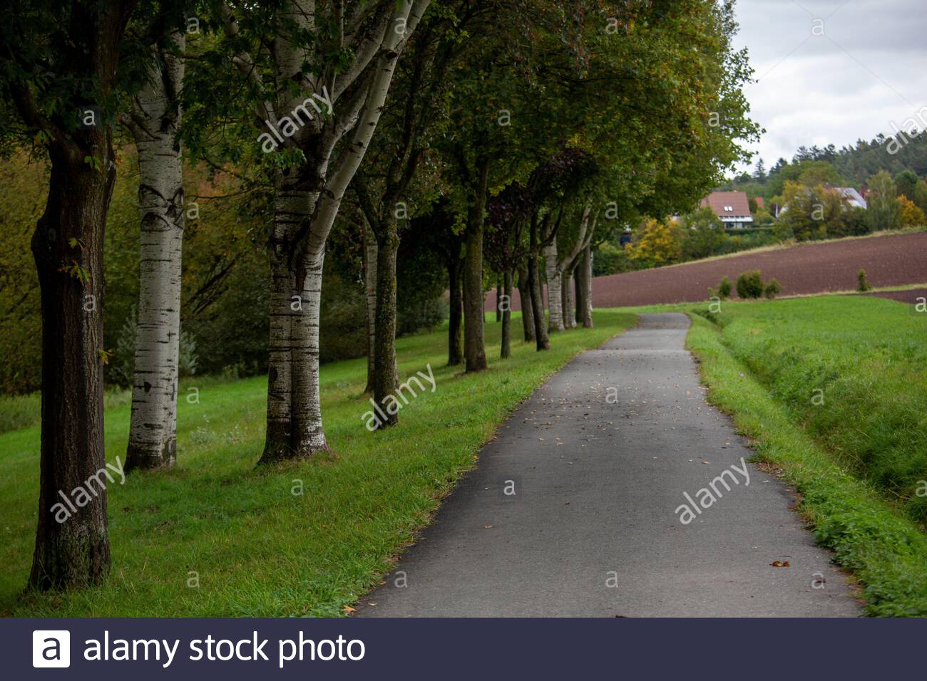 A line of trees and an accompanying cycle path in Bavaria Germany Stock ...