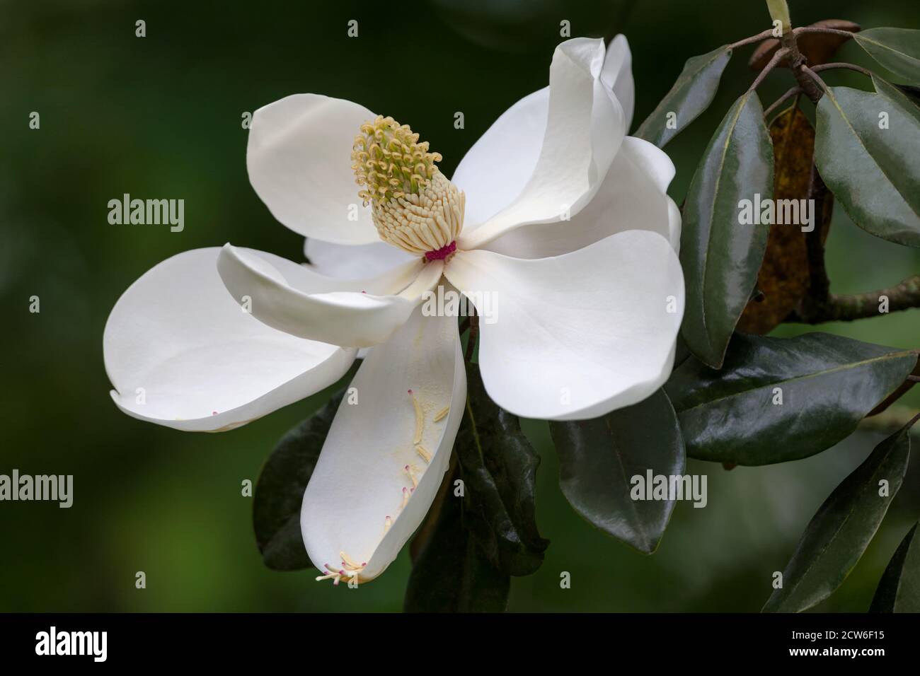 Single white Magnolia blossom new opened on the tree Stock Photo - Alamy
