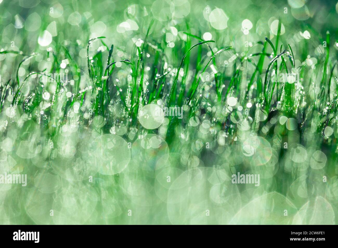Bright defocused background with green grass and blur Stock Photo - Alamy