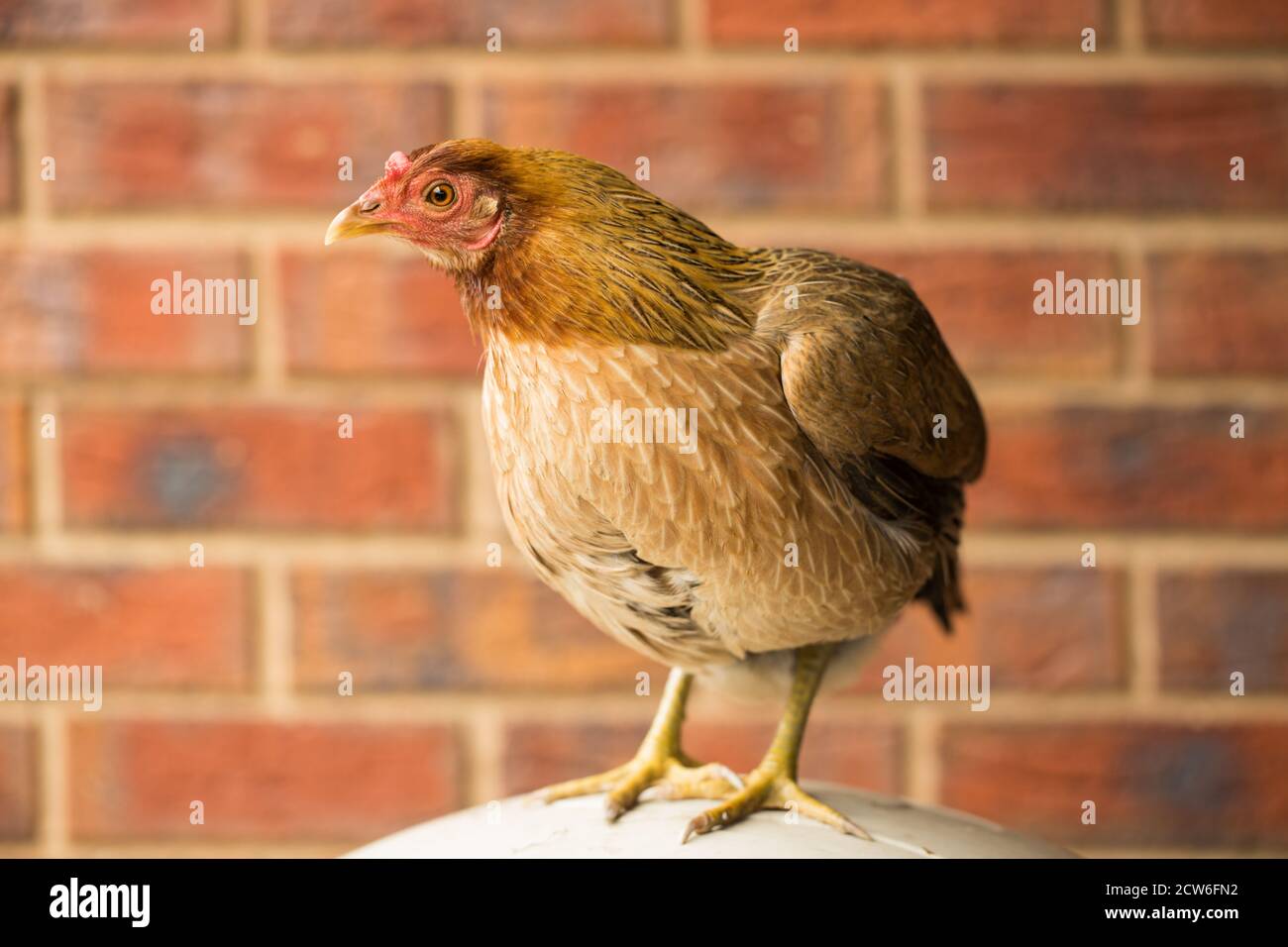 An Australian Game chicken breed Stock Photo - Alamy