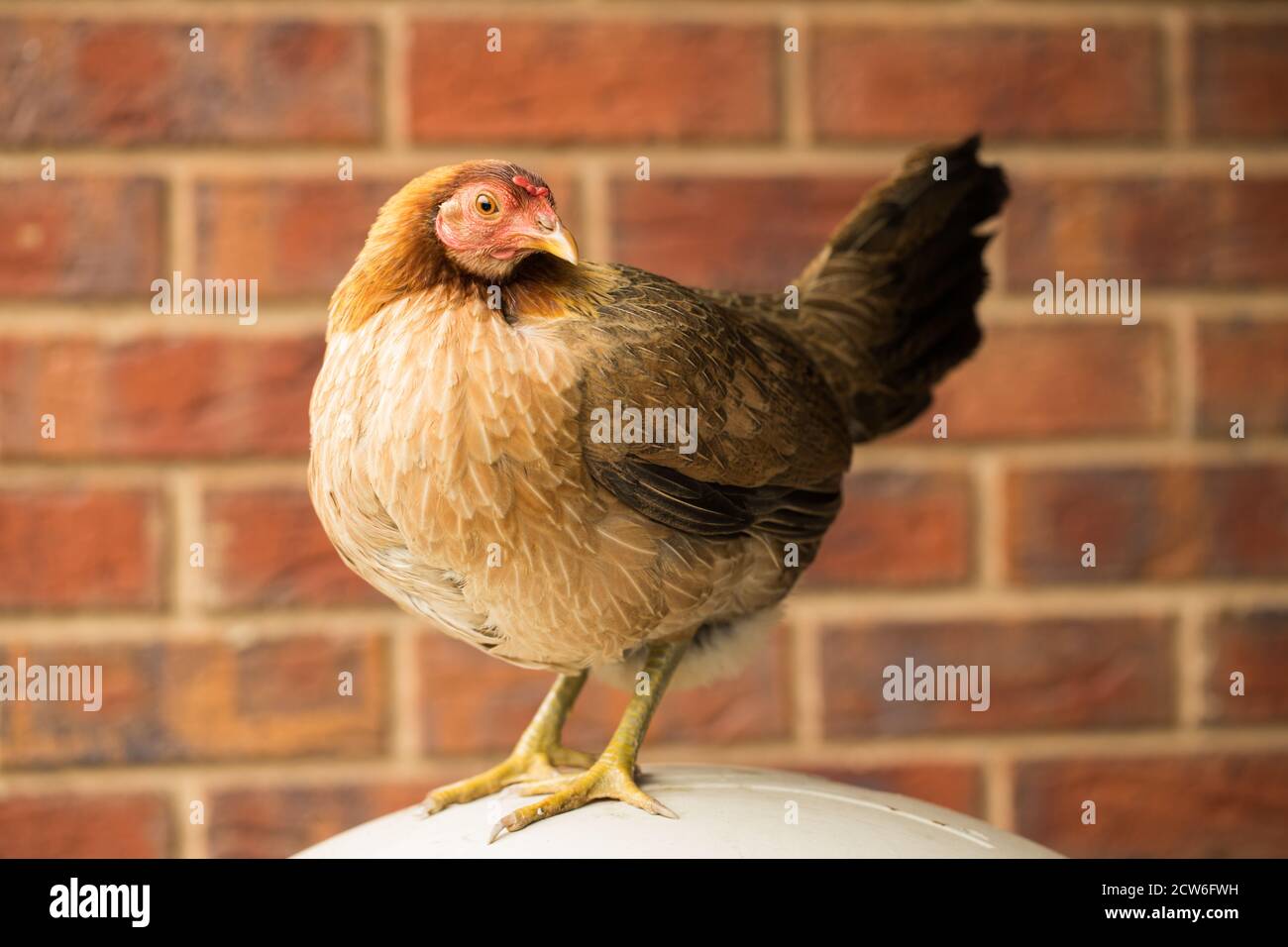 An Australian Game chicken breed Stock Photo - Alamy