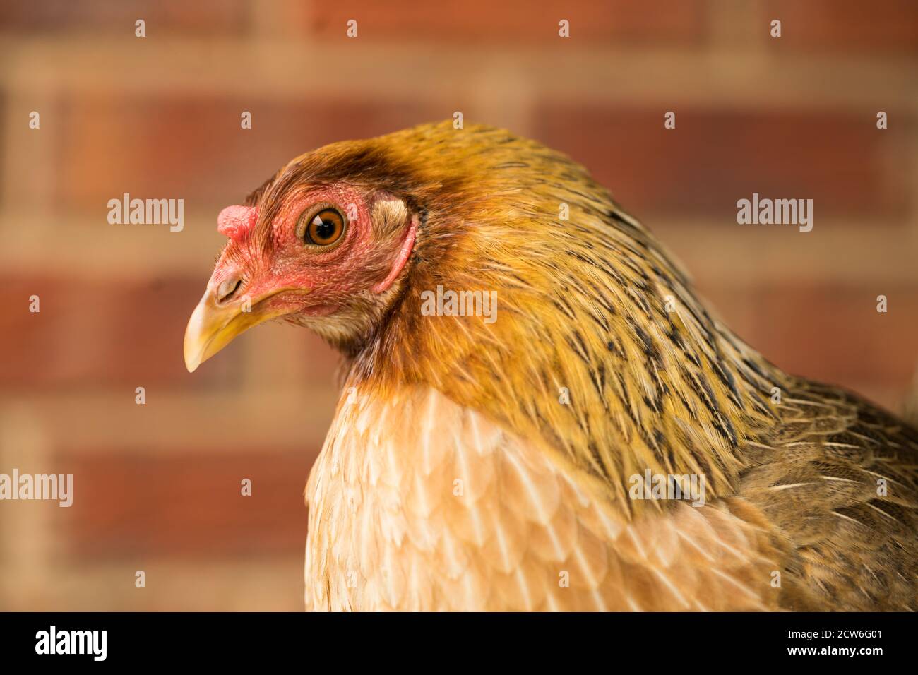 An Australian Game chicken breed Stock Photo - Alamy