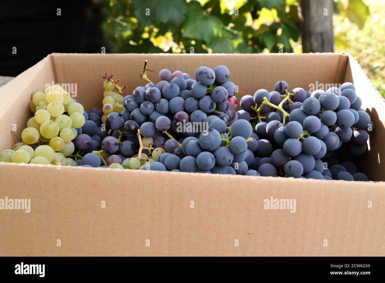 Cardboard grape box hi-res stock photography and images - Alamy