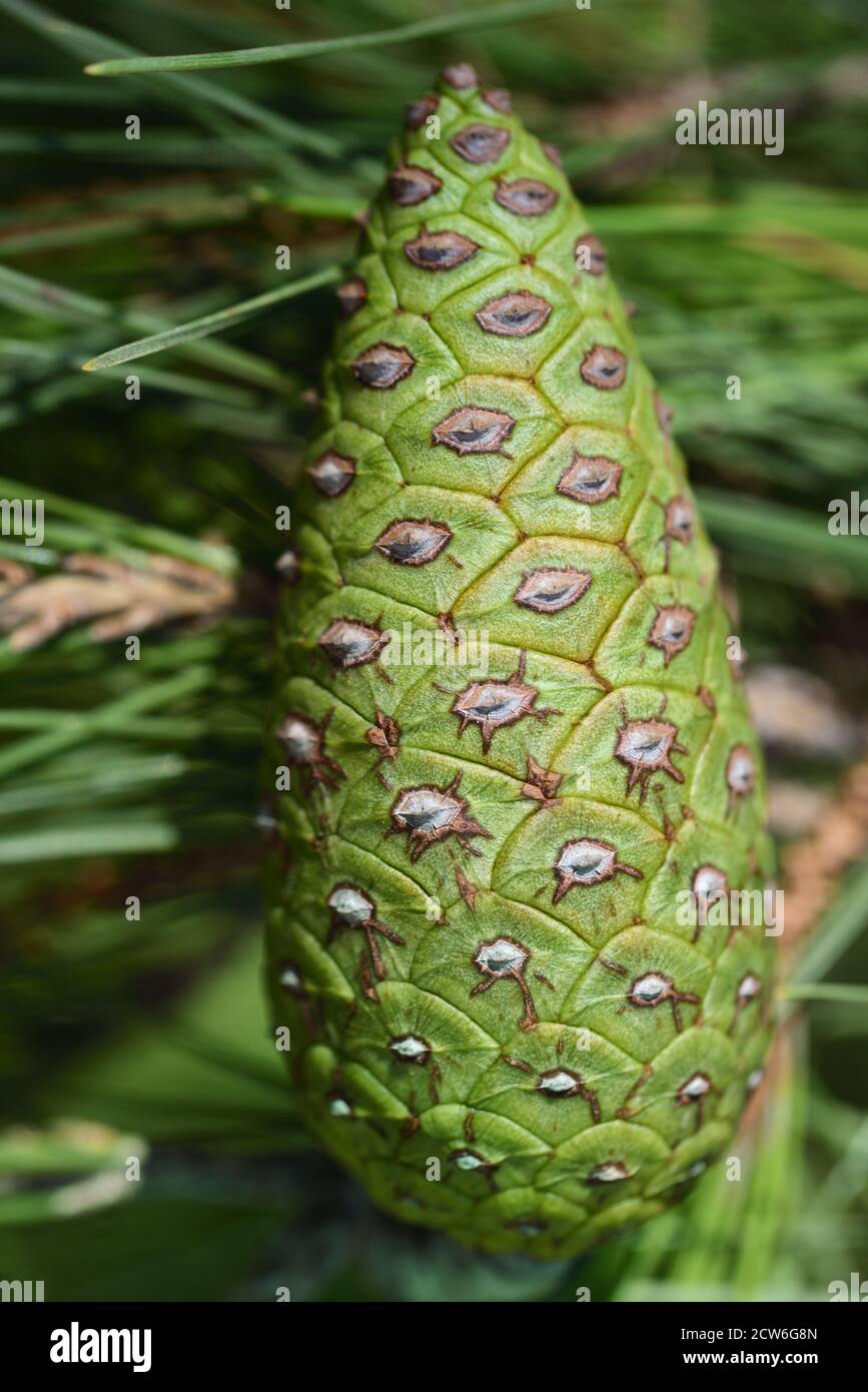 Vertical shot of a closed cone of a pine tree Stock Photo - Alamy