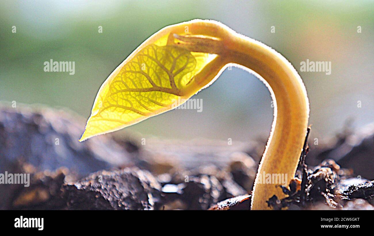 A backlit sprouting broad bean (fava bean Stock Photo - Alamy