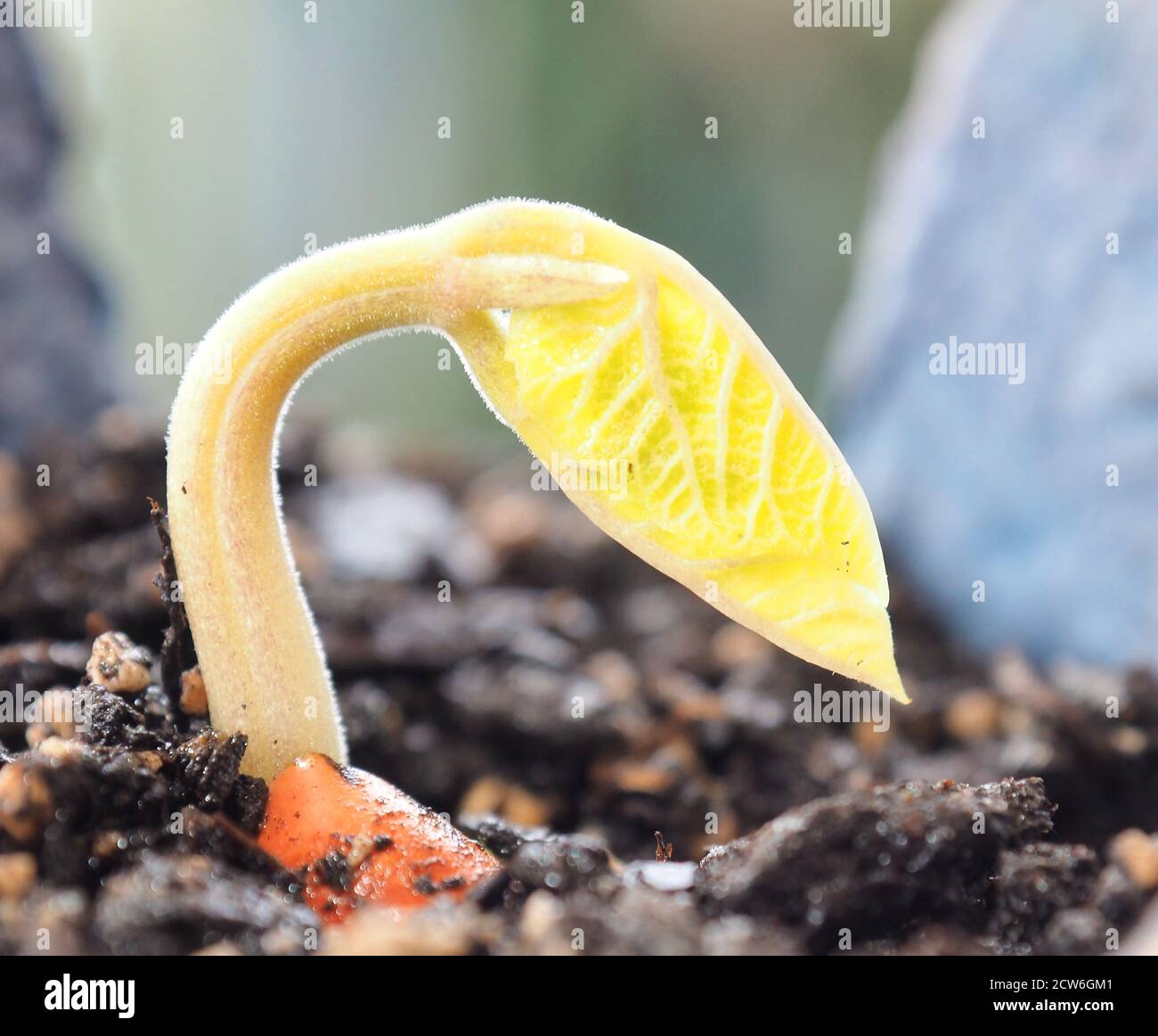 Bean growing in egg carton hi-res stock photography and images - Alamy