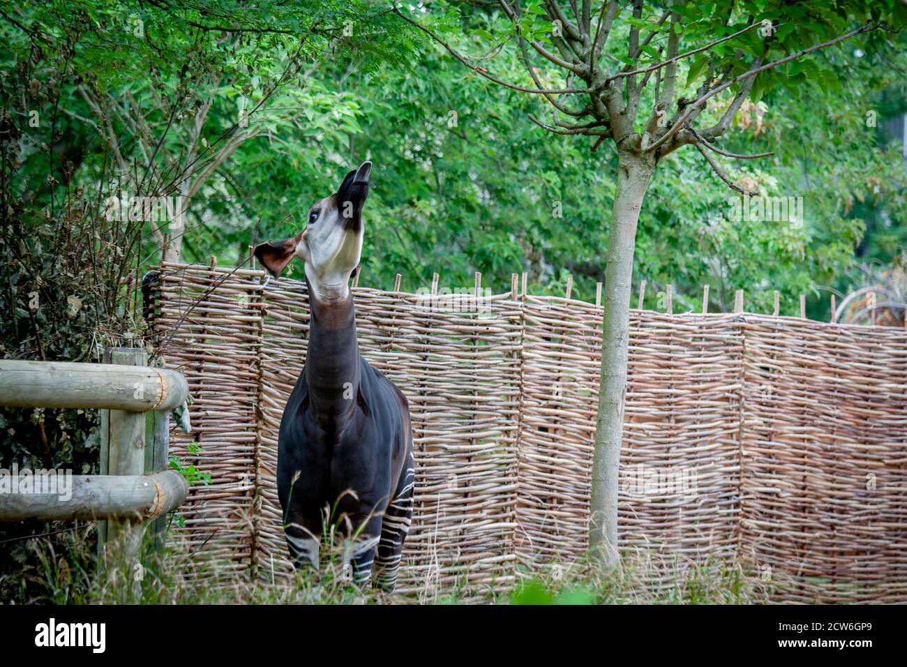 Breeding okapi hi-res stock photography and images - Alamy