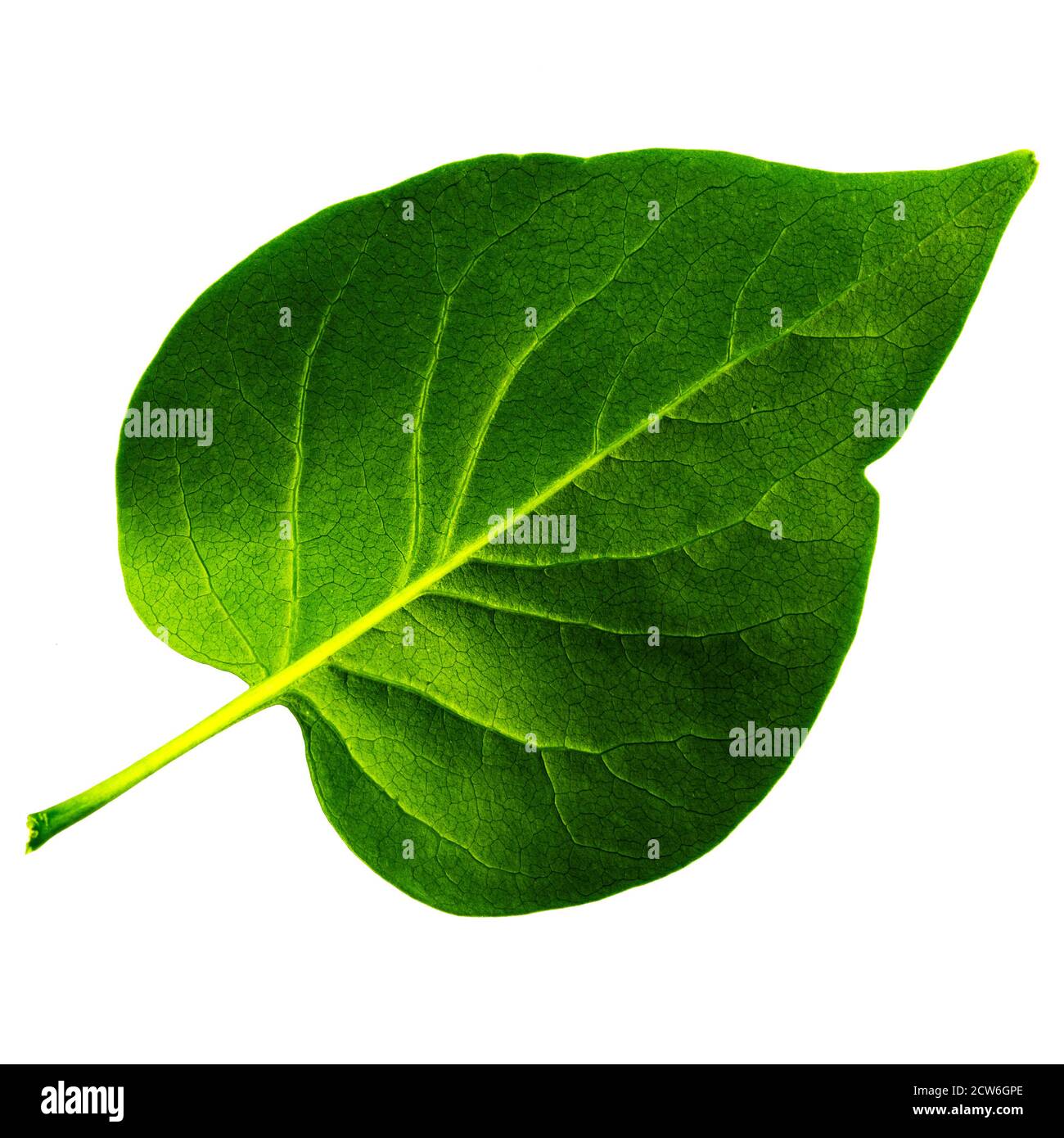 one green leaf of lilac isolated on the white background, bottom side ...