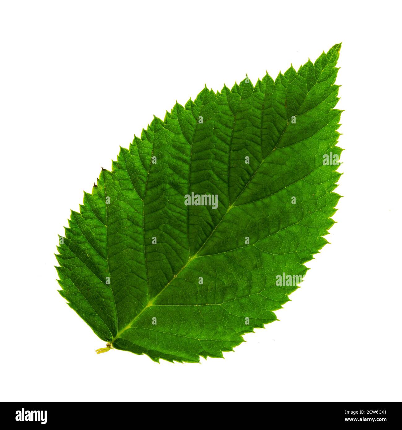 one green leaf of raspberry isolated on a white background, top side of ...