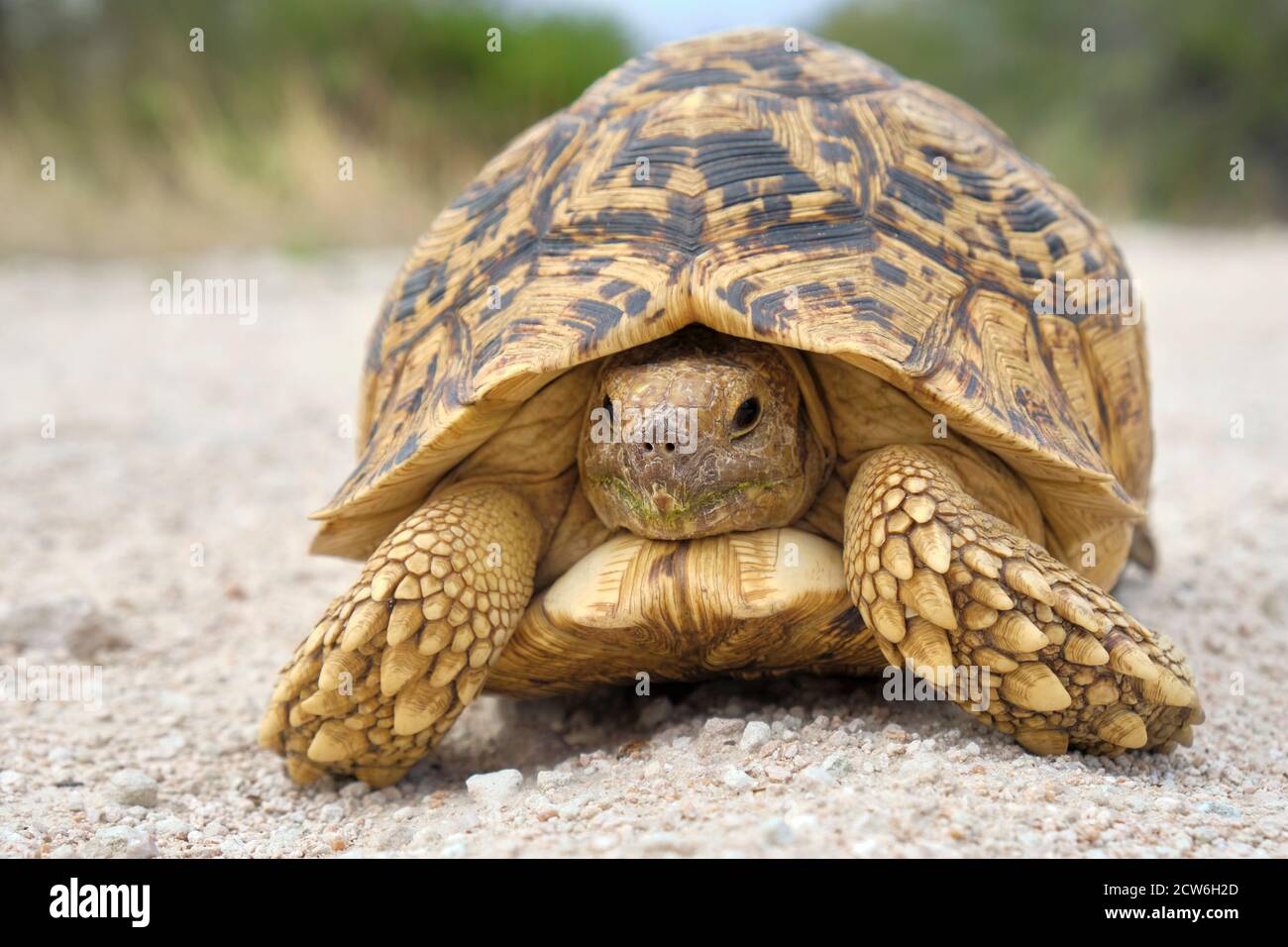 Tortoise legs hi-res stock photography and images - Alamy