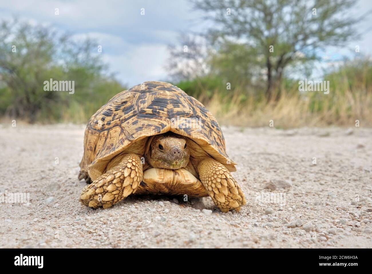 Tortoise legs hi-res stock photography and images - Alamy