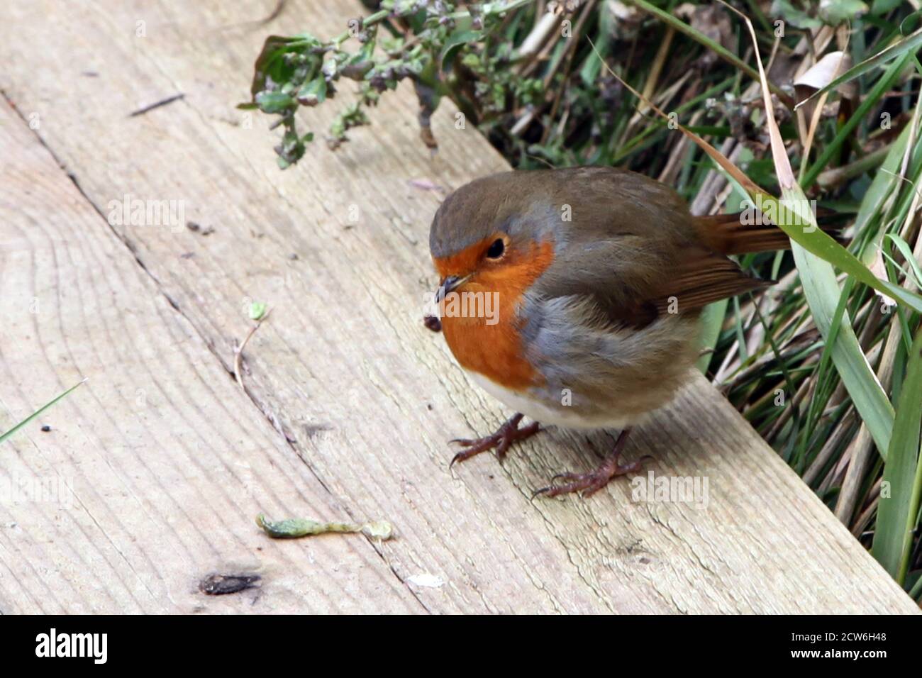 Agressive robin hi-res stock photography and images - Alamy