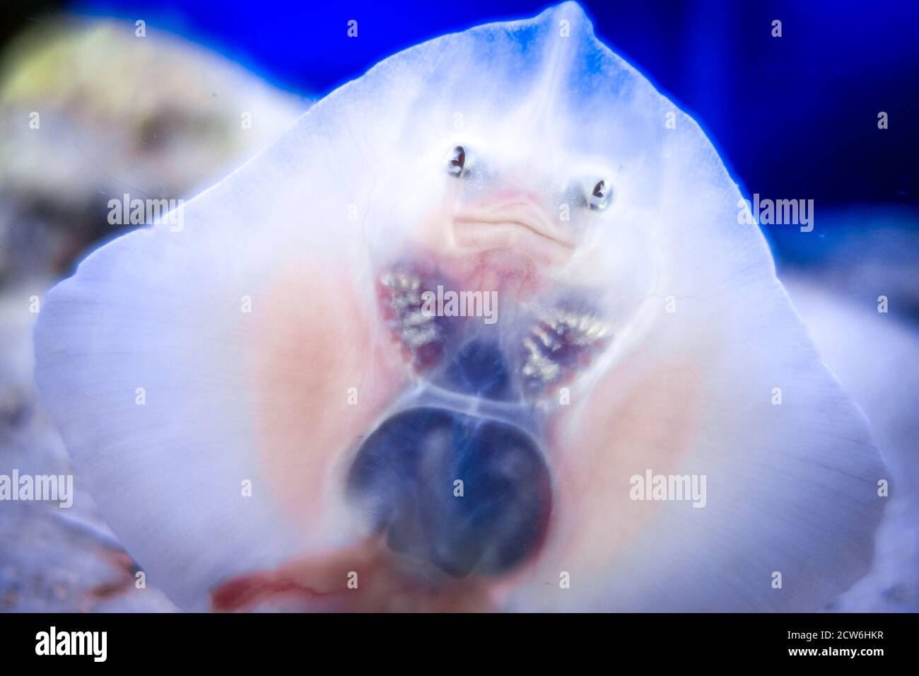 Stingray face hi-res stock photography and images - Alamy