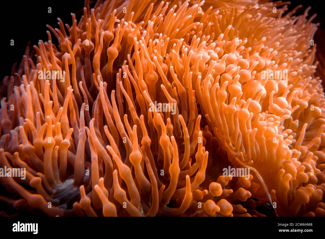 Sea anemone close-up view in ocean. Heteractis magnifica Stock Photo ...
