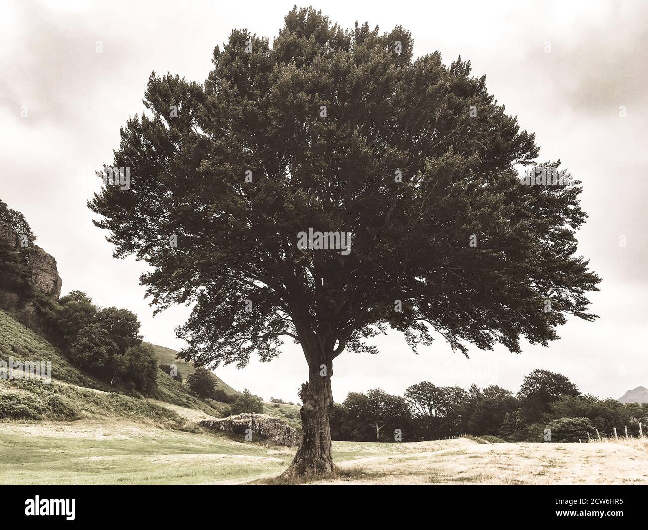 One single tree in a field. Vintage colored photography Stock Photo - Alamy