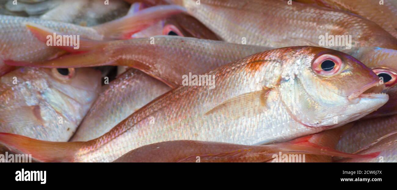 red colored fish on ice in the market Stock Photo - Alamy