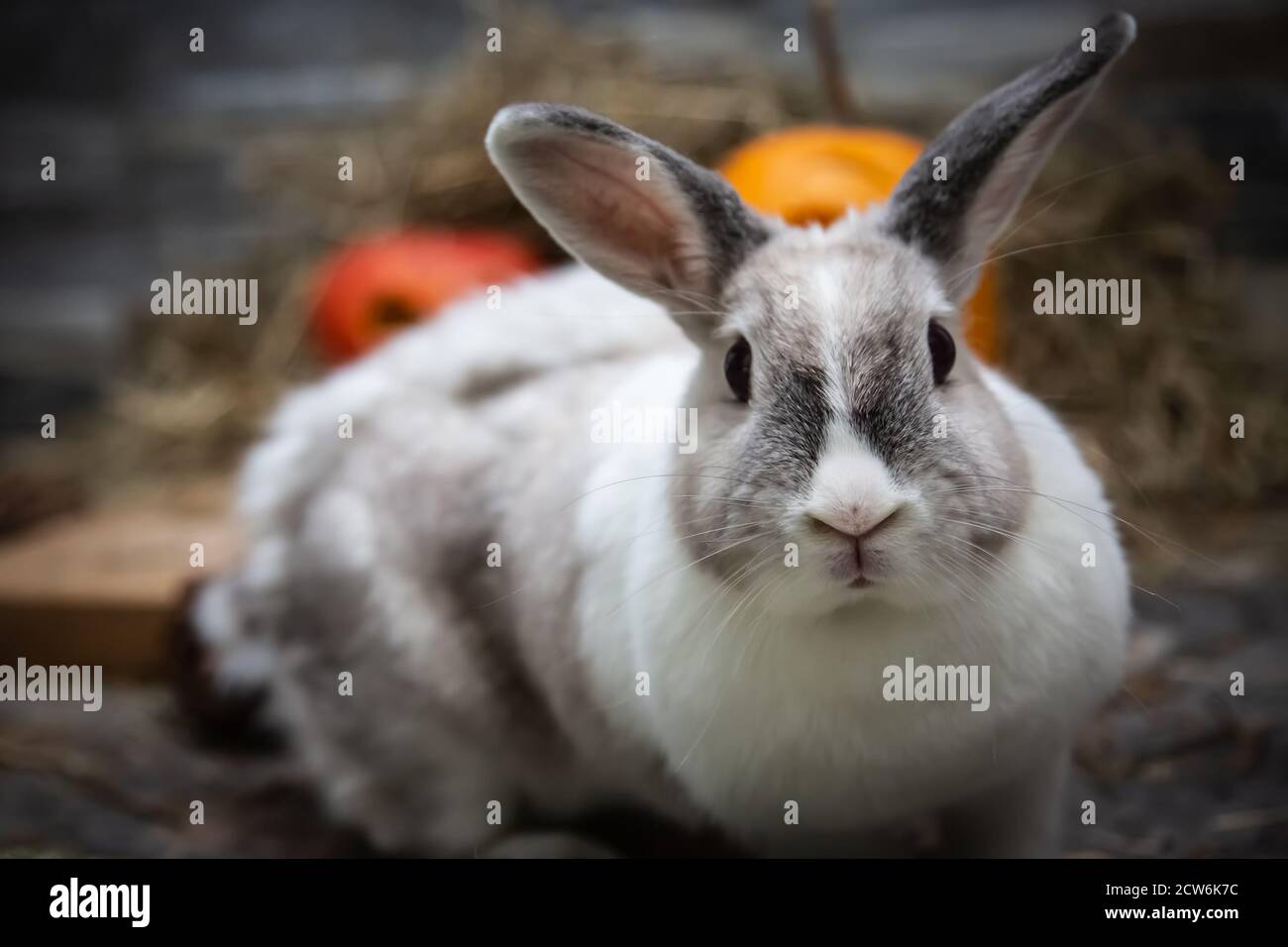 White rabbit looks in the frame against the background of pumpkins for ...