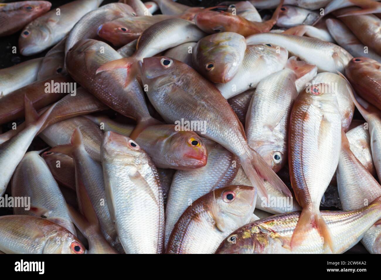 red shiny sea fish on the market Stock Photo - Alamy