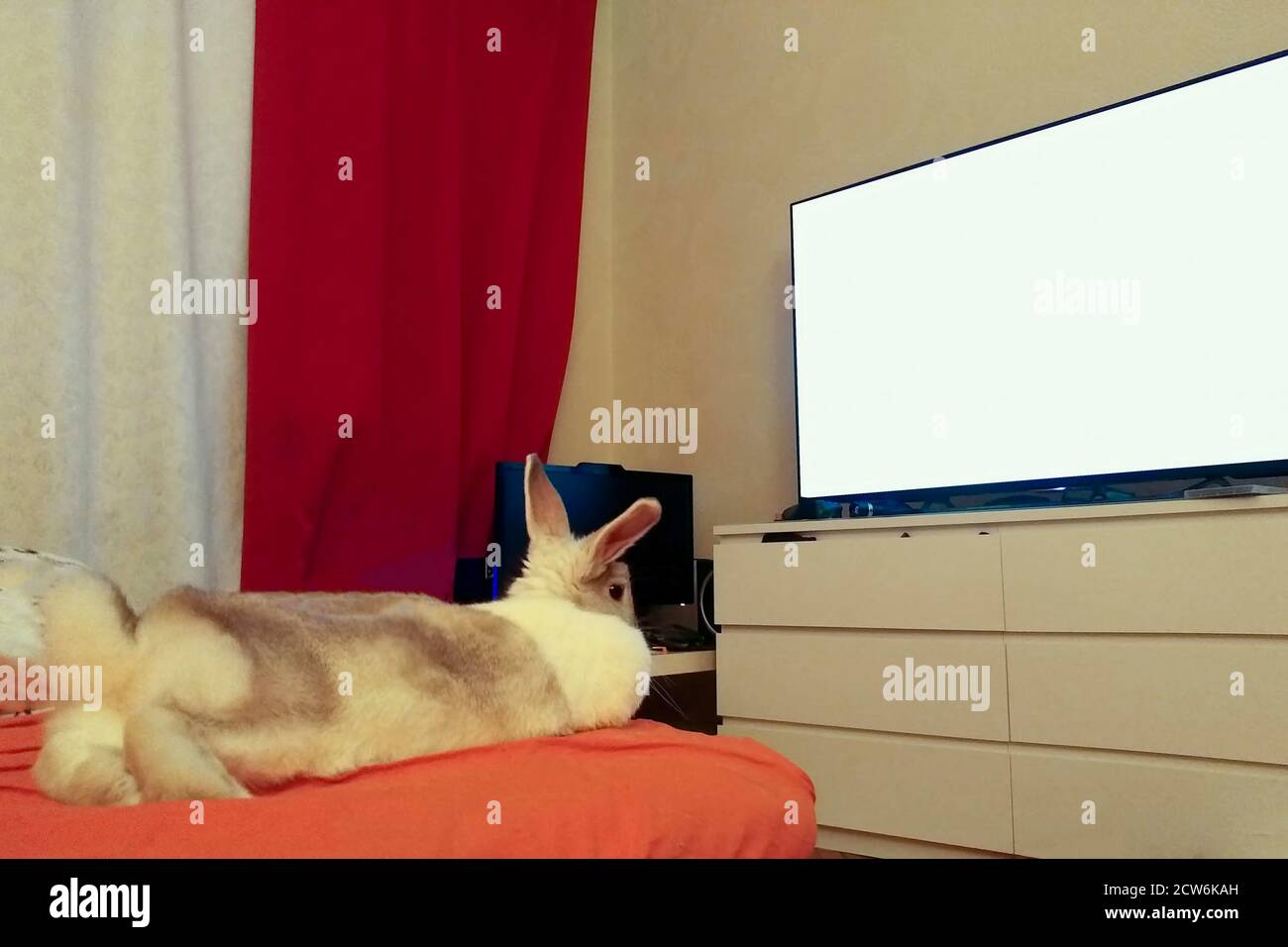 Home decorative white rabbit with gray lying on the couch and watching ...