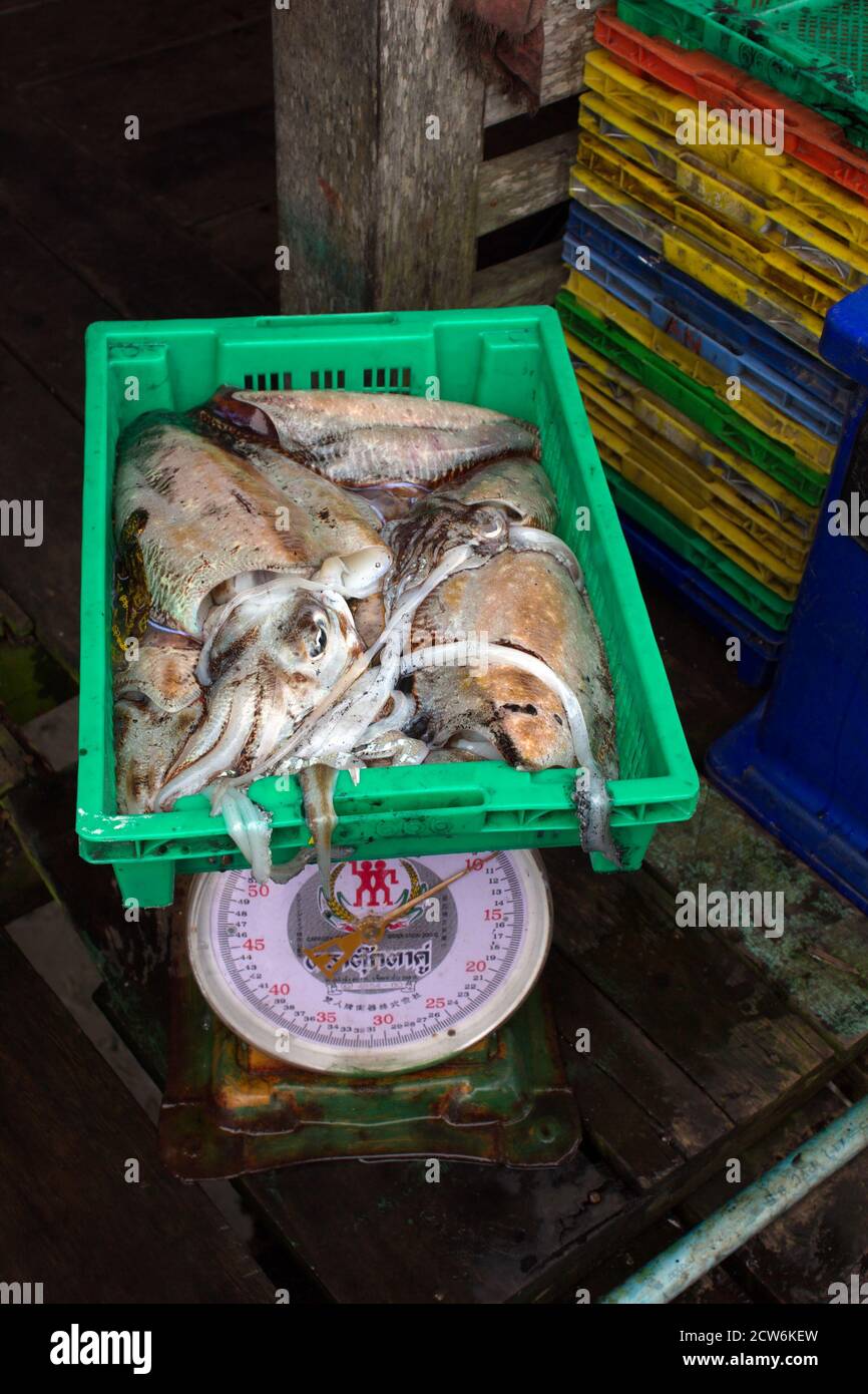 Fish to be weighed hi-res stock photography and images - Alamy