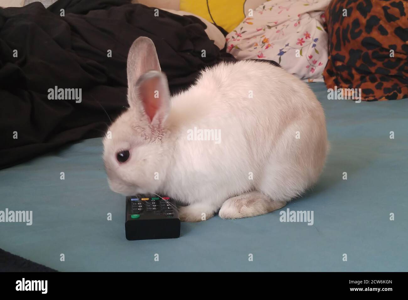 White decorative rabbit with TV remote control. On the bed Stock Photo ...