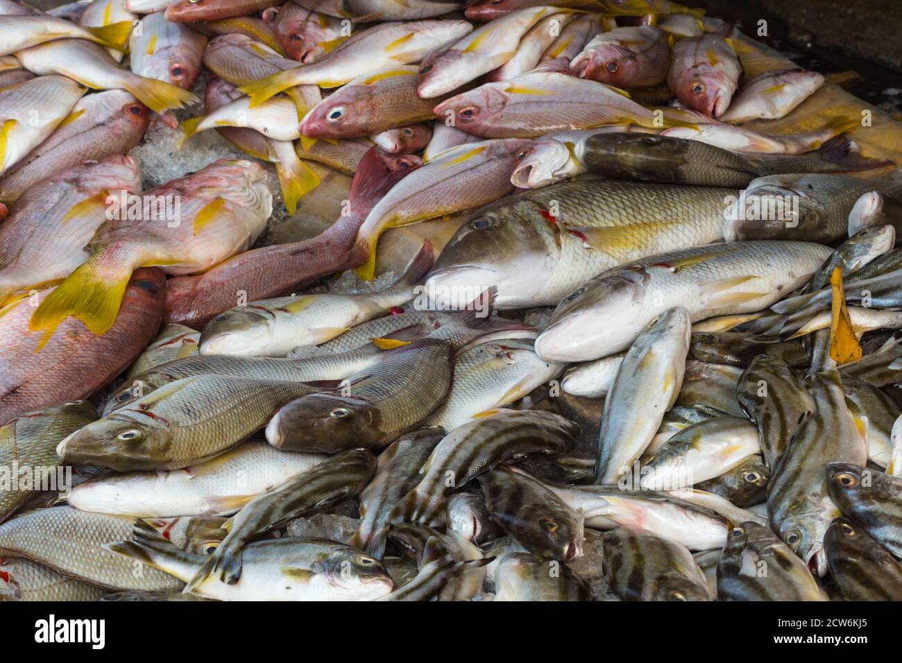 different types of snappers on the market Stock Photo - Alamy