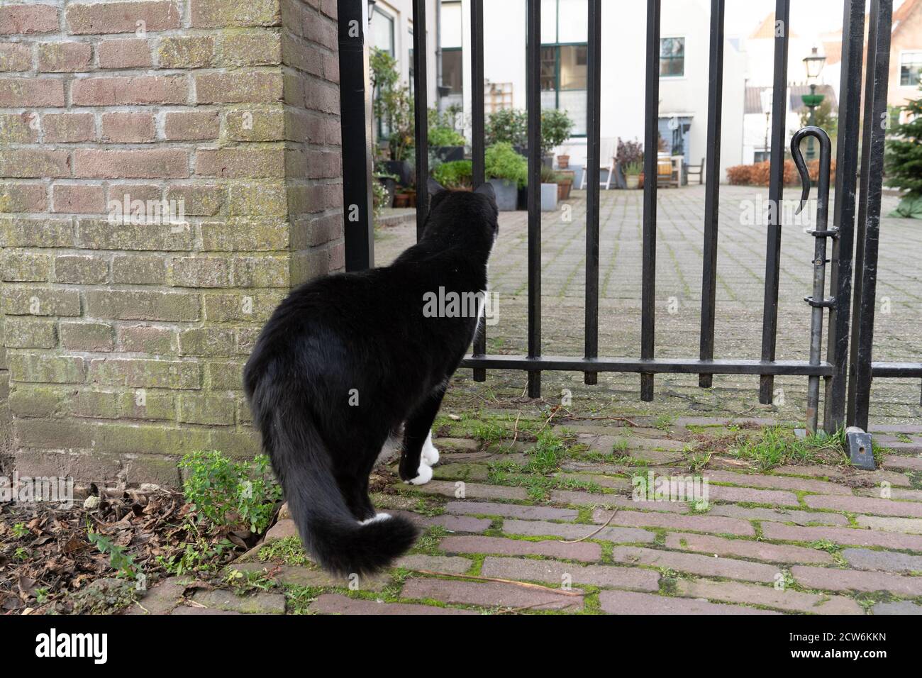 A Black and white cat looking out through a gate in a walled garden ...