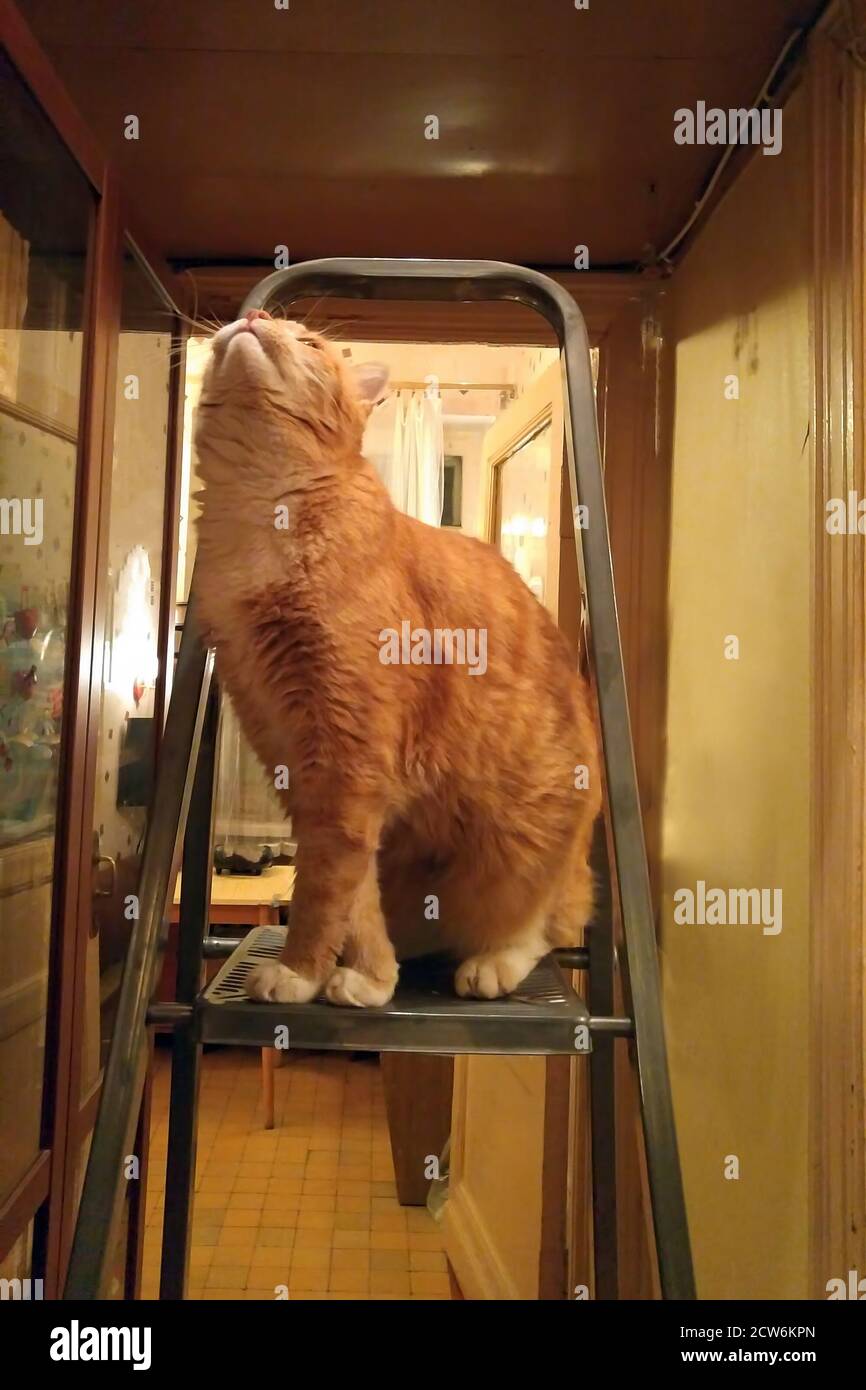 Orange Cat in ladder. Looks up stairs Stock Photo - Alamy
