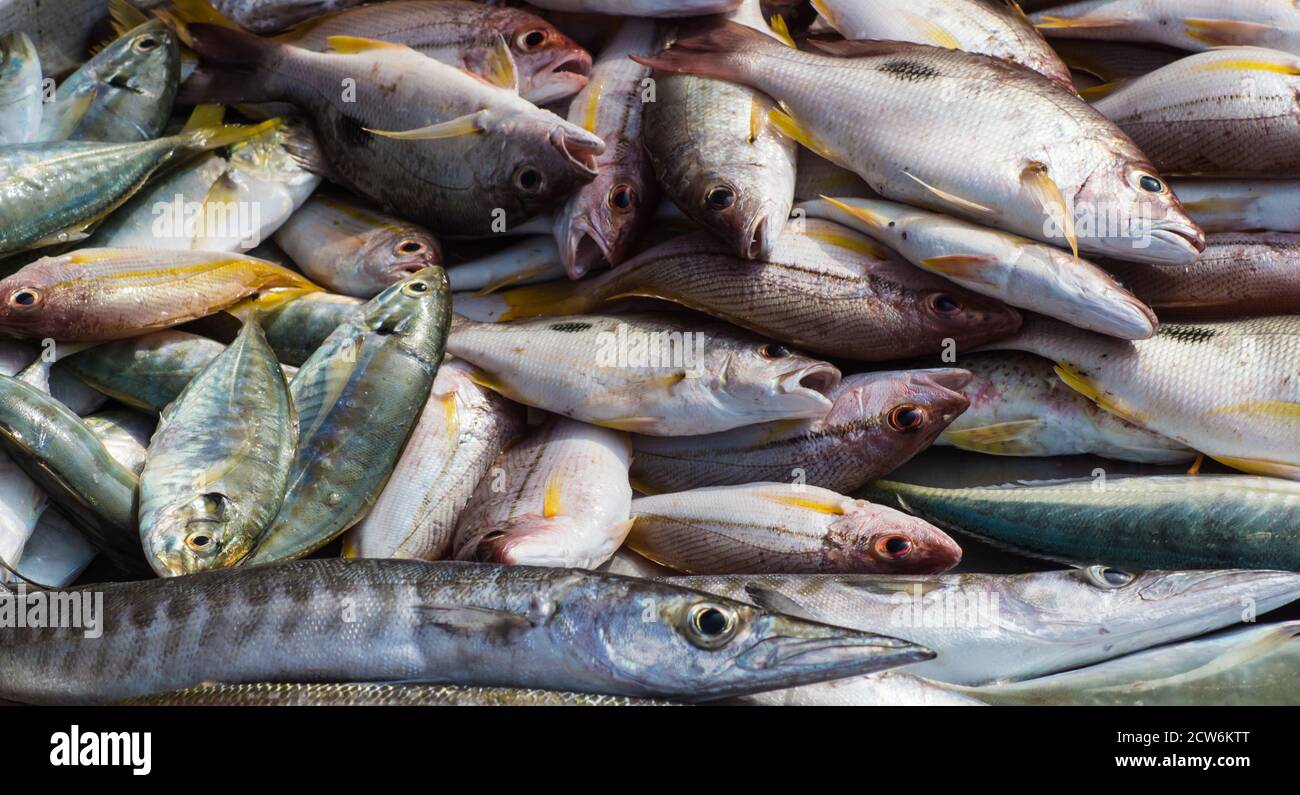 Different Types Of Sea Fishes