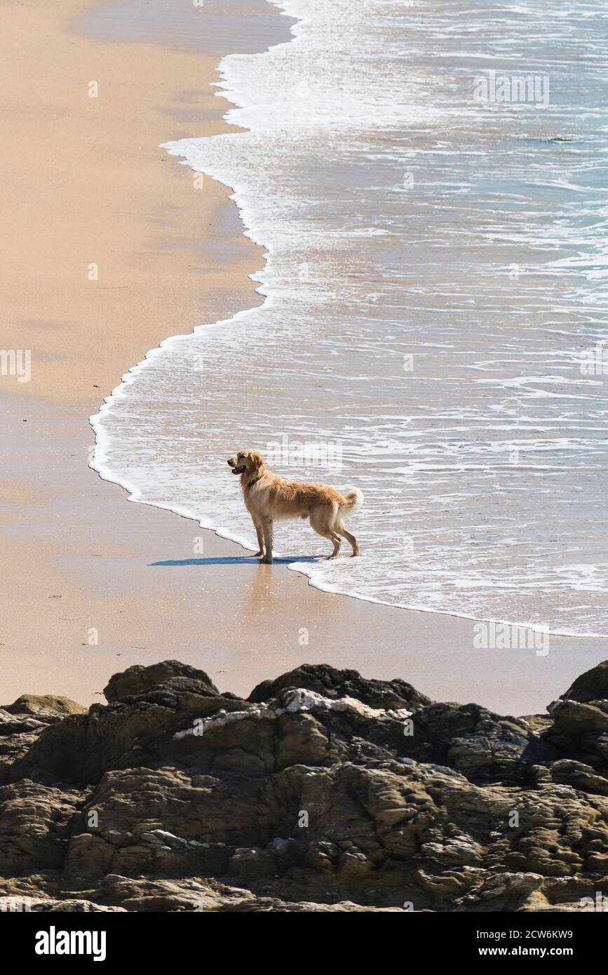 Golden labrador retriever hi-res stock photography and images - Alamy