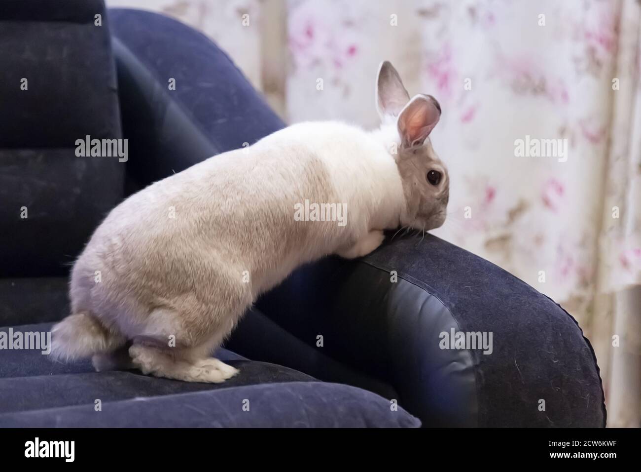 White little rabbit on chair hi-res stock photography and images - Alamy