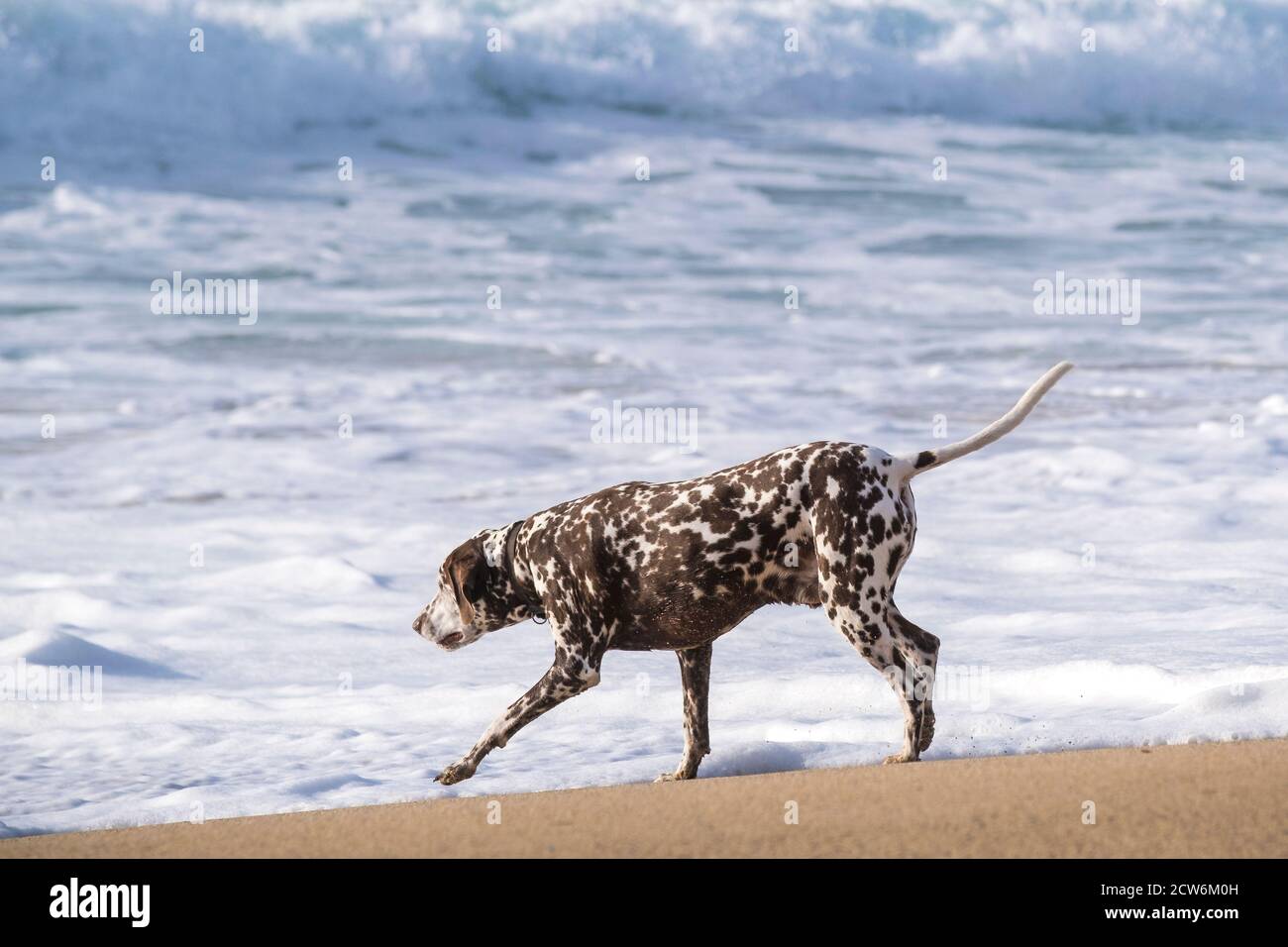 Liver spotted dalmation hi-res stock photography and images - Alamy