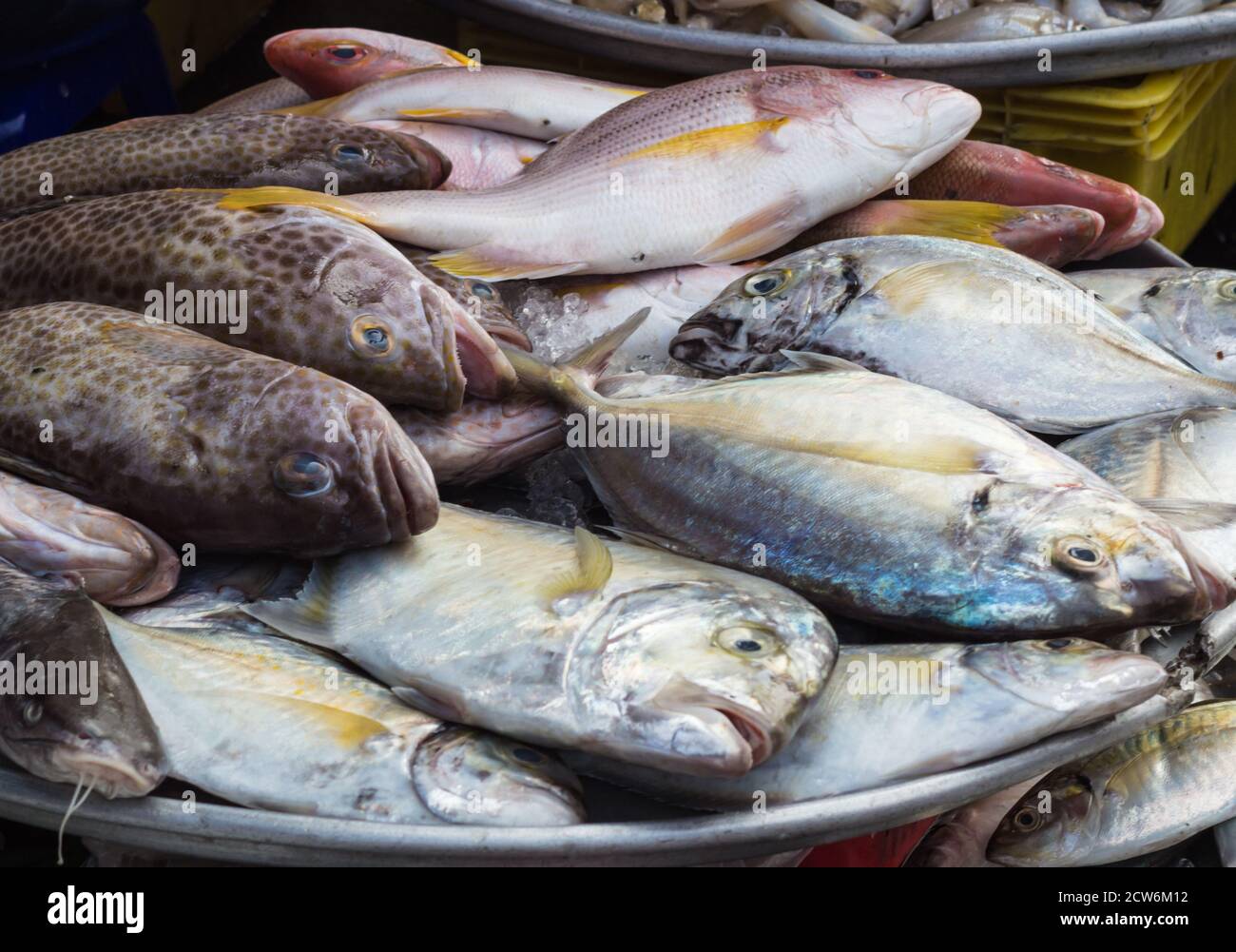 various types of sea fish on the market, snappers,mackerel, catfish ...