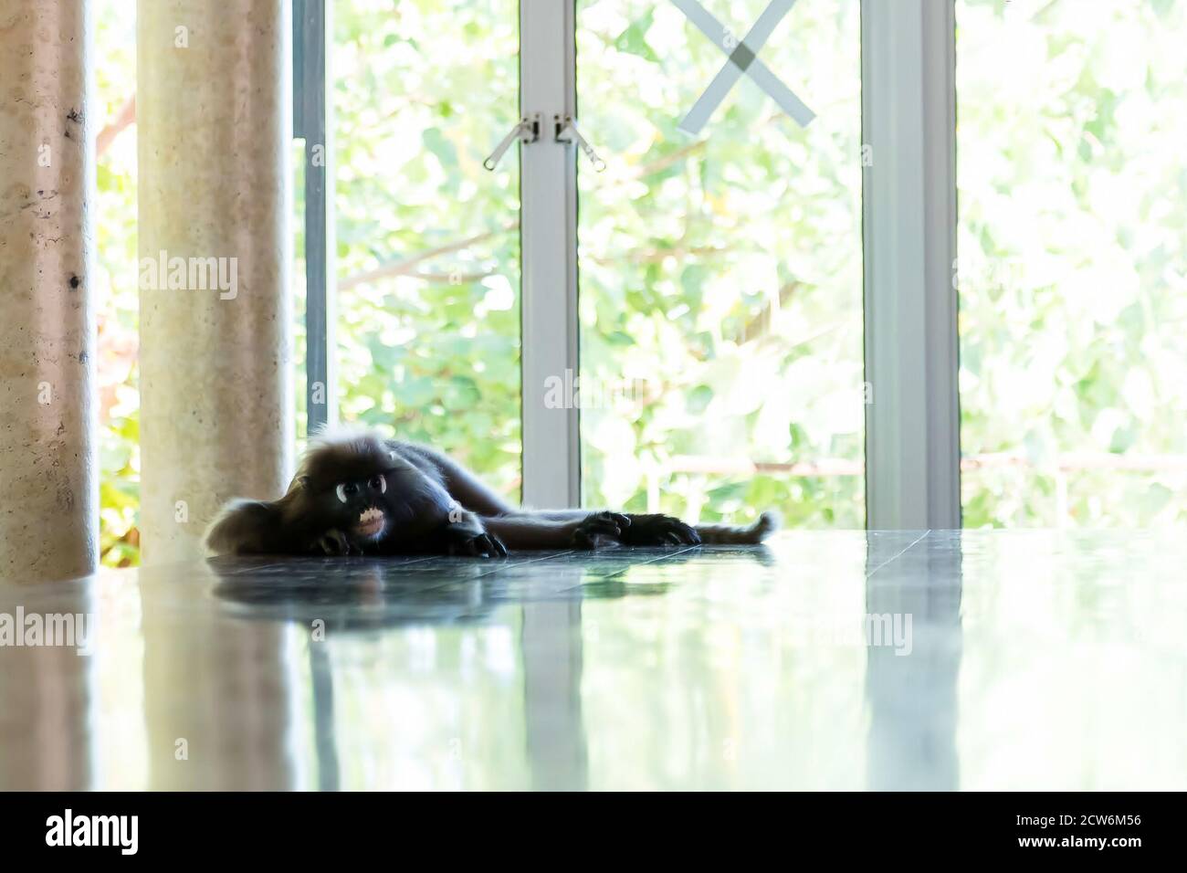 Monkey lies hi-res stock photography and images - Alamy