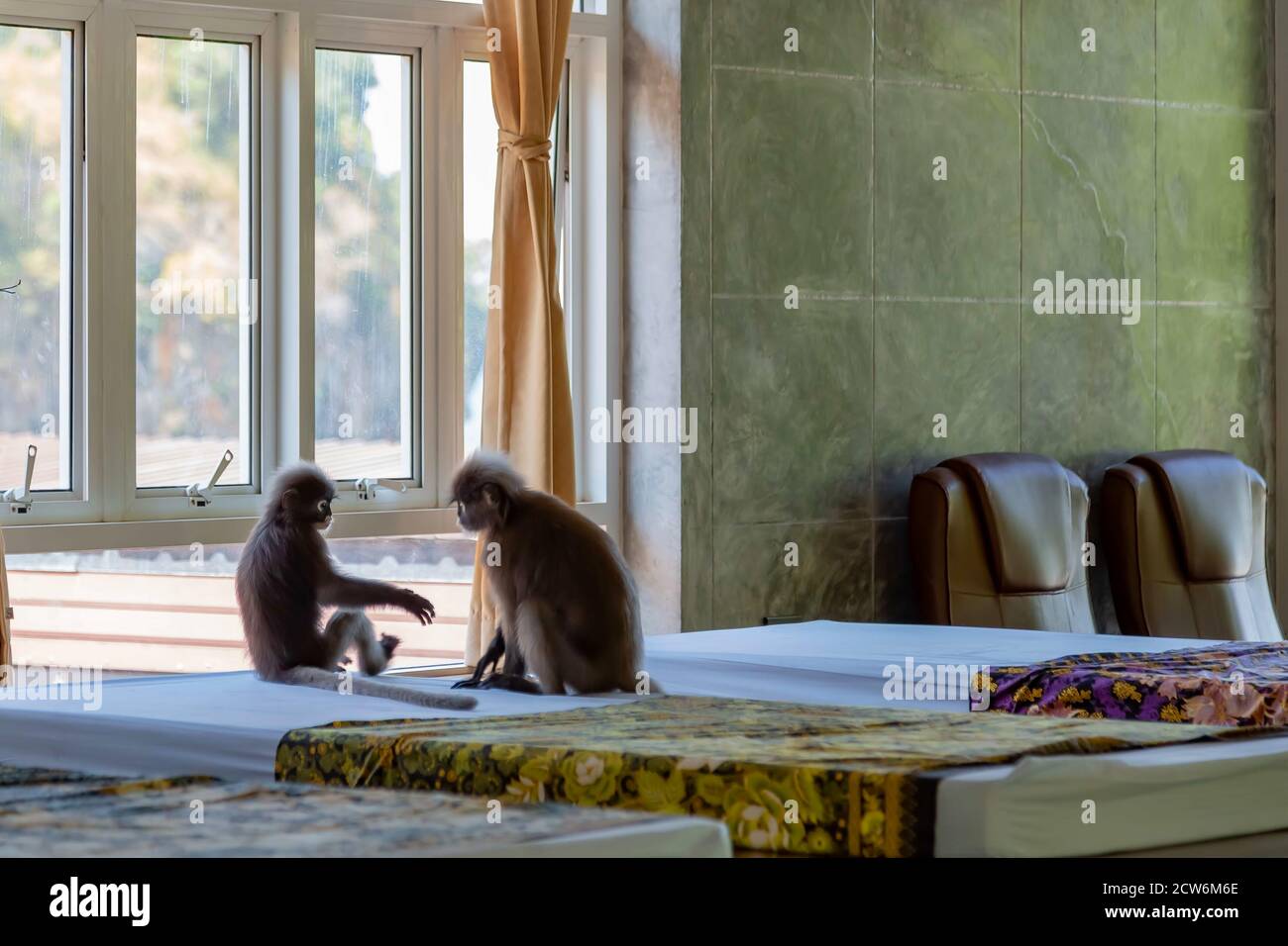Monkey relaxing on mattress hi-res stock photography and images - Alamy