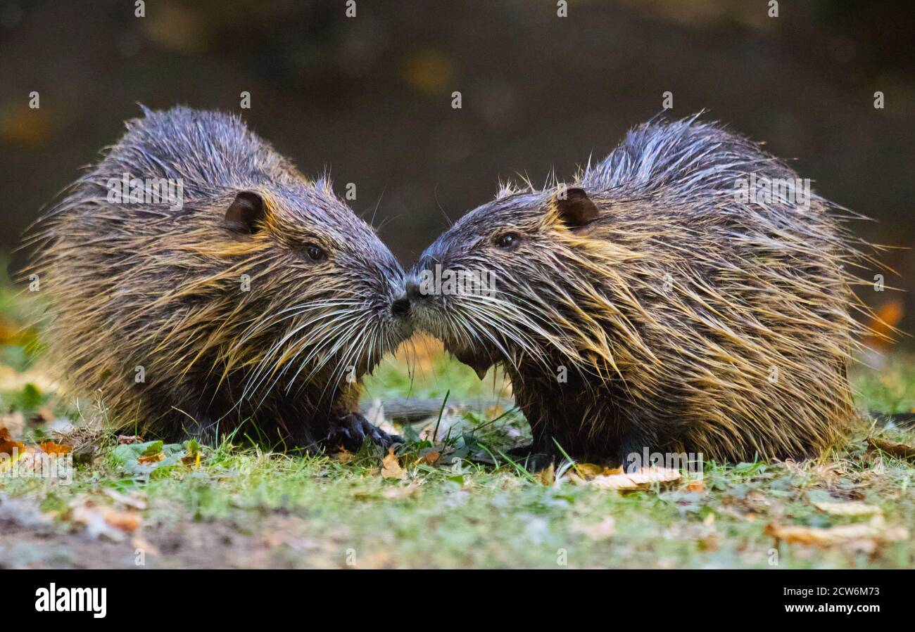 Muskrat love hi-res stock photography and images - Alamy