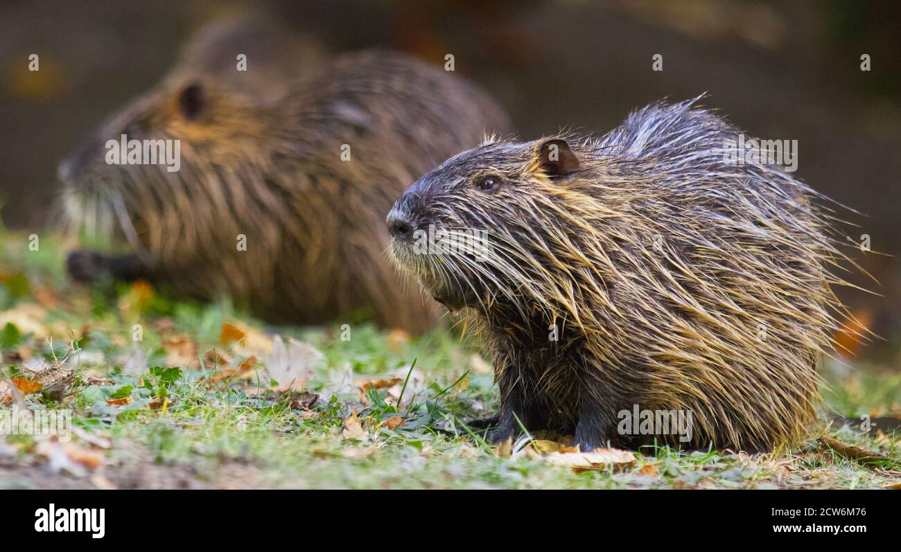 Two eye colours hi-res stock photography and images - Alamy