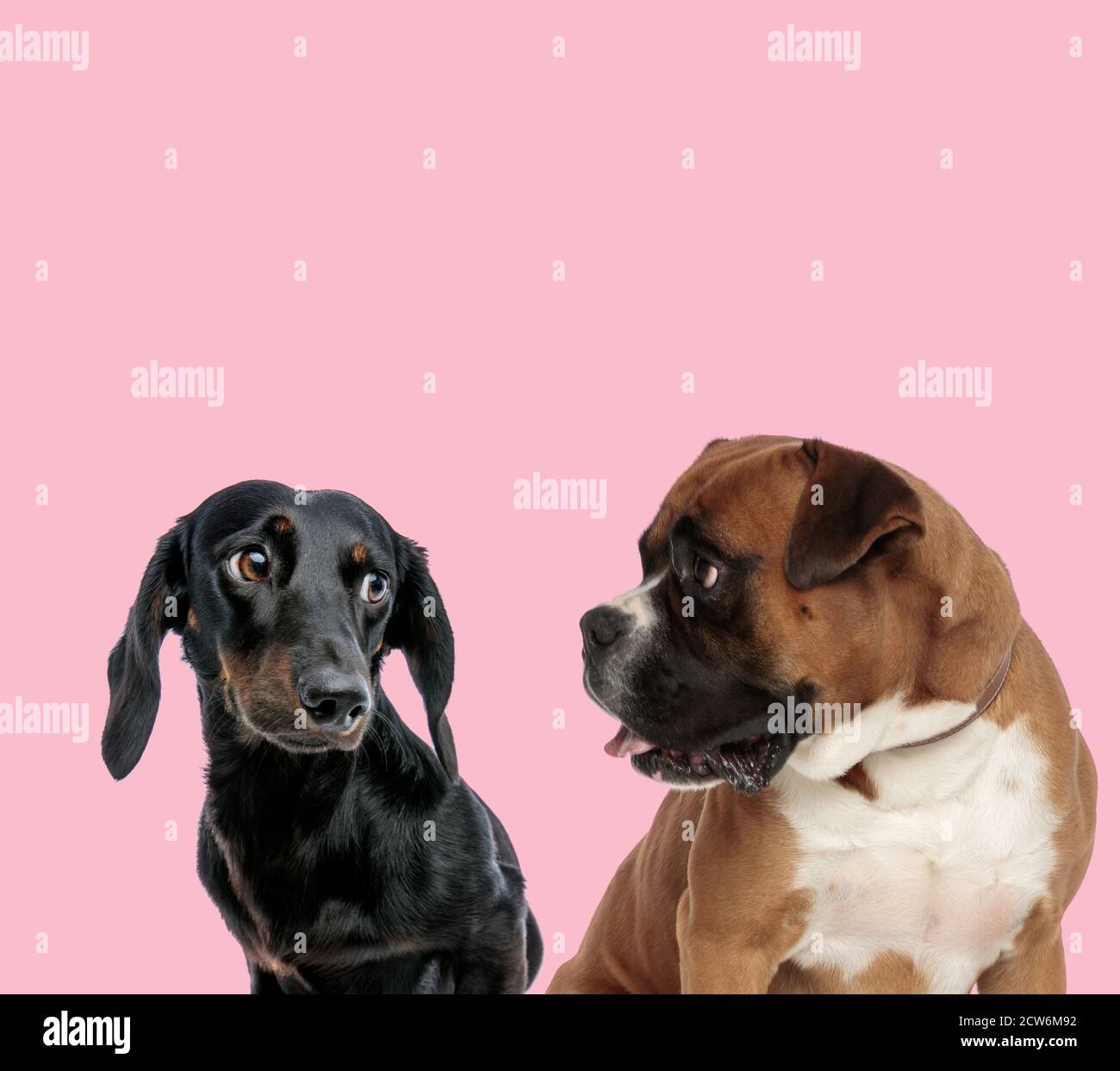 team of teckel dachshund and boxer looking at each other on pink ...