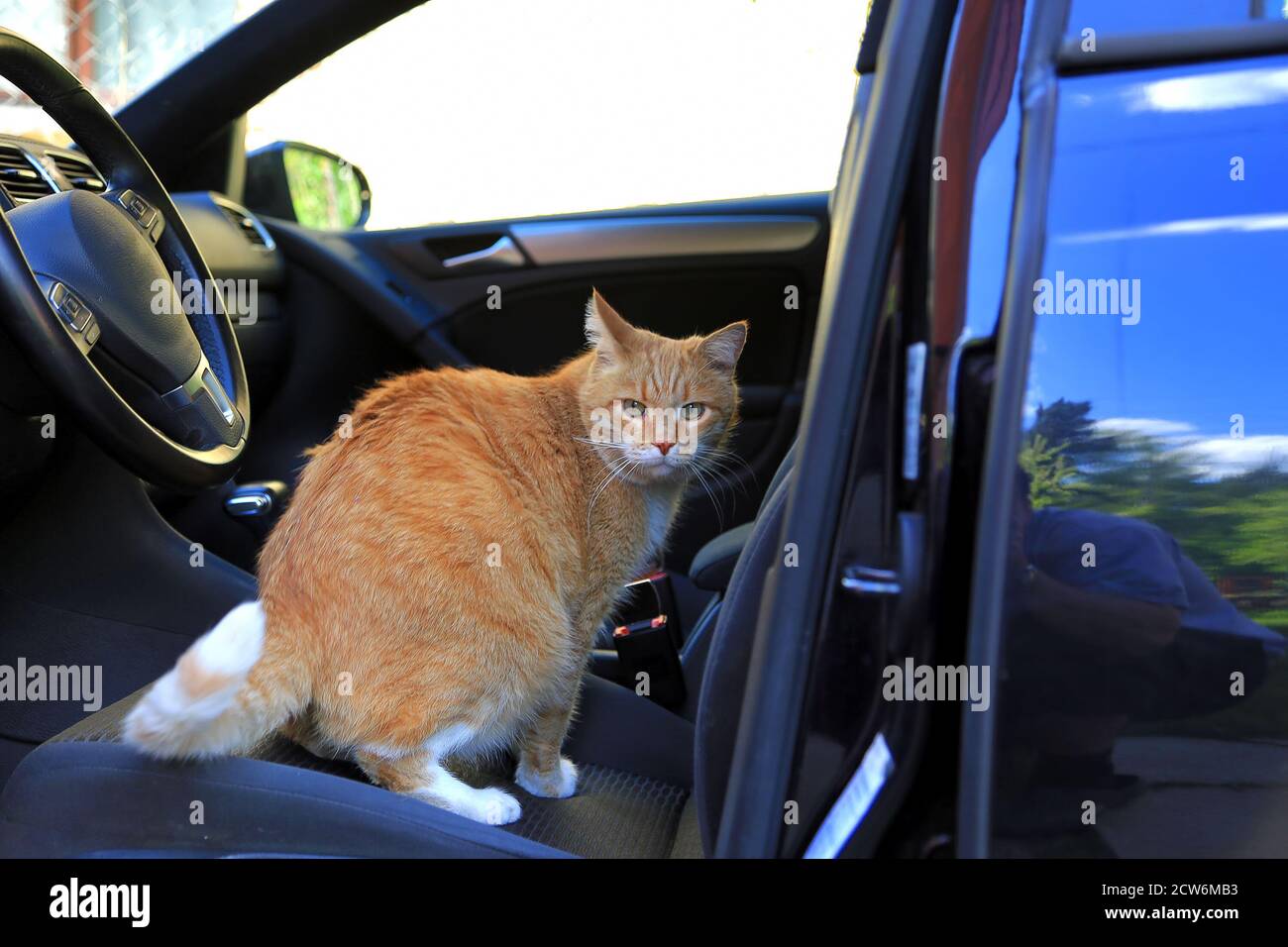 Orange cat sitting on drivers place in car. Kitten driver Stock Photo ...