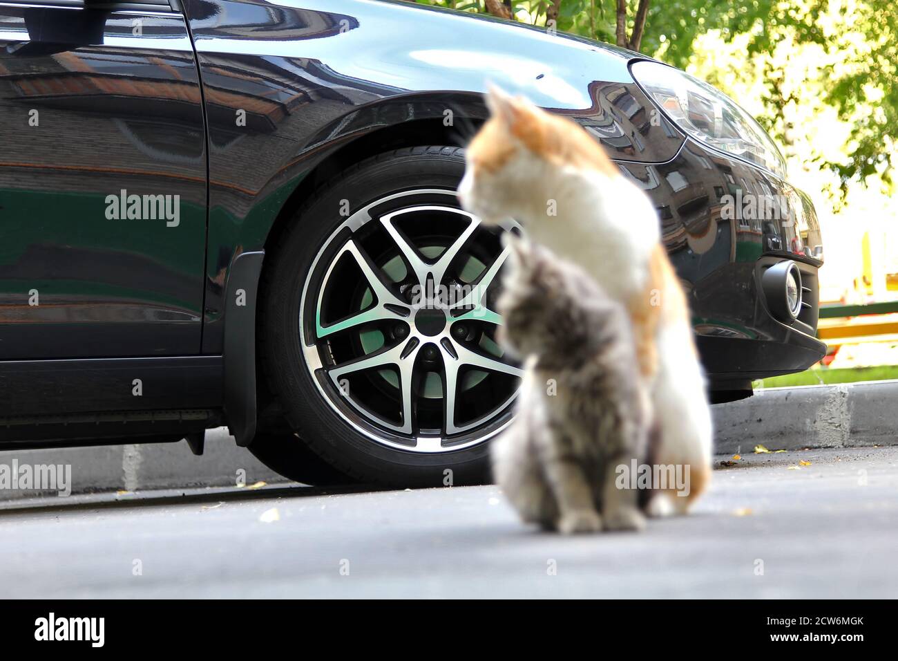 Wheel of the car and 2 blured cats sitting near the car Stock Photo - Alamy