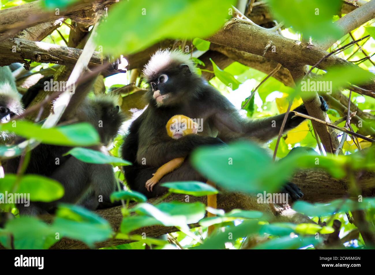Family of dusky leaf monkey or spectacled langur with yellow baby ...