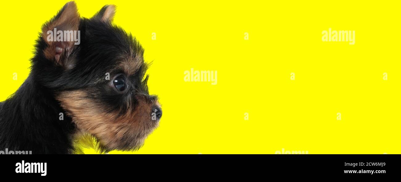 Side view of eager Yorkshire Terrier curiously looking forward on ...