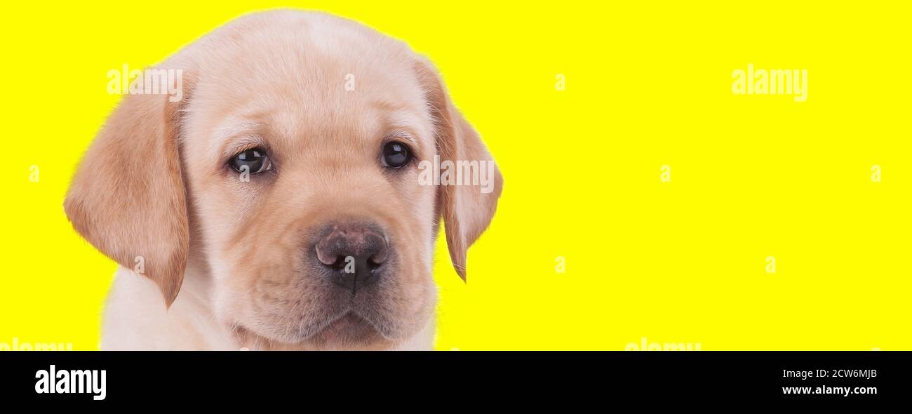 Eager golden Labrador Retriever cub looking forward on yellow studio ...