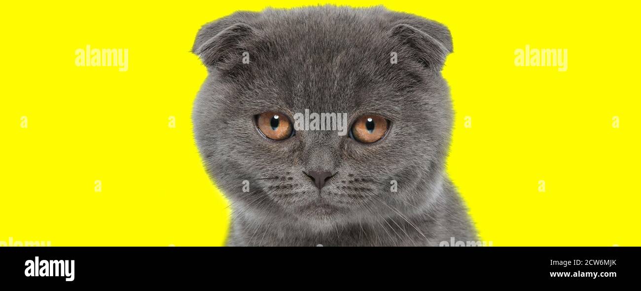 Sad Scottish Fold cat being bothered and upset on yellow studio ...