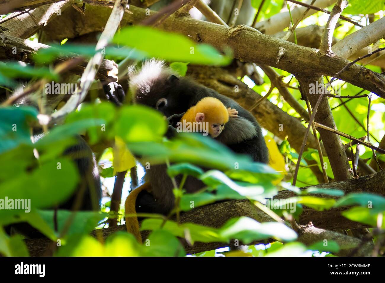 Trachypithecus obscurus in the jungle. Family of dusky leaf monkey or ...