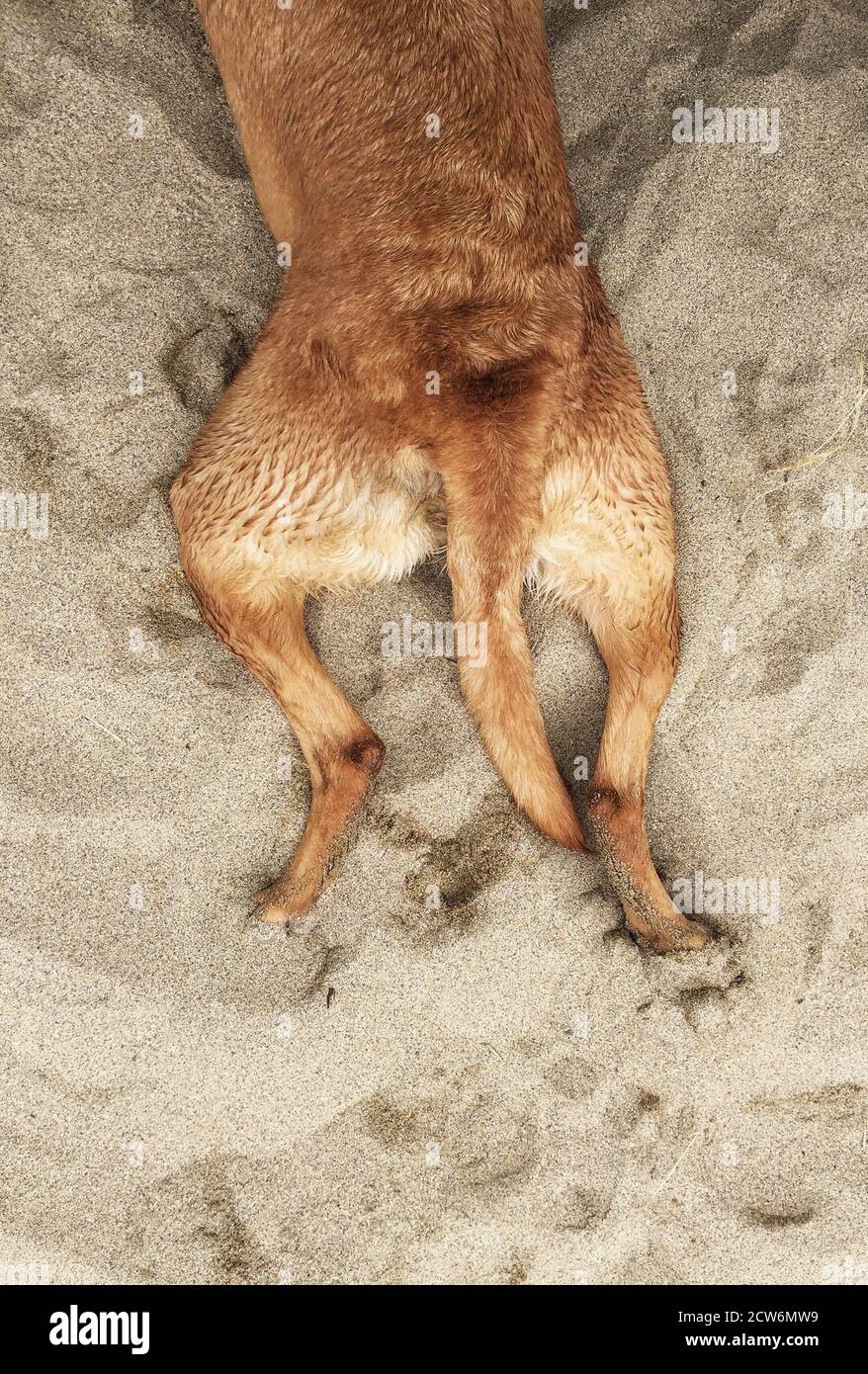 A funny pet image looking down onto a labrador dog with outstretched ...