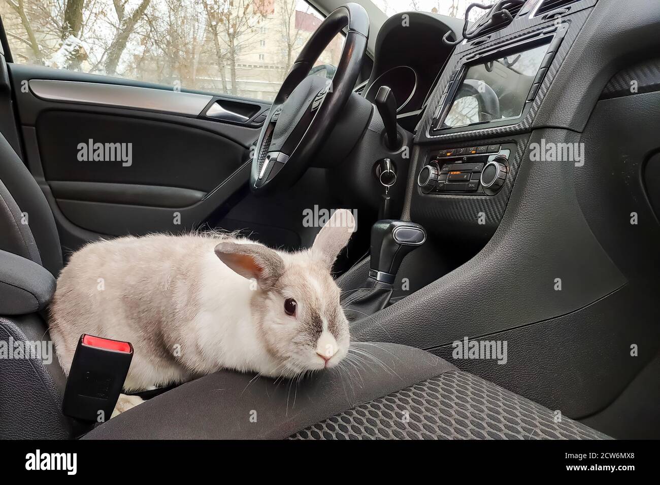 White gray rabbit in the car. Climbs on the passenger seat Stock Photo ...