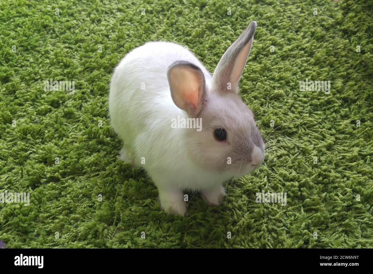 Spring rabbit small mammal hi-res stock photography and images - Alamy