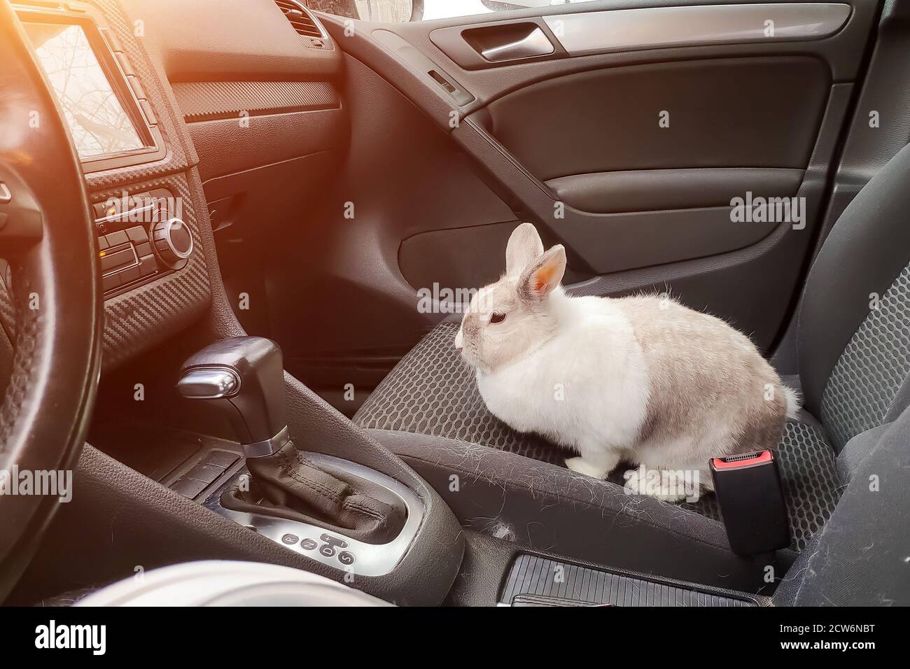 White gray rabbit in the car. Sits in the passenger seat and is ready ...
