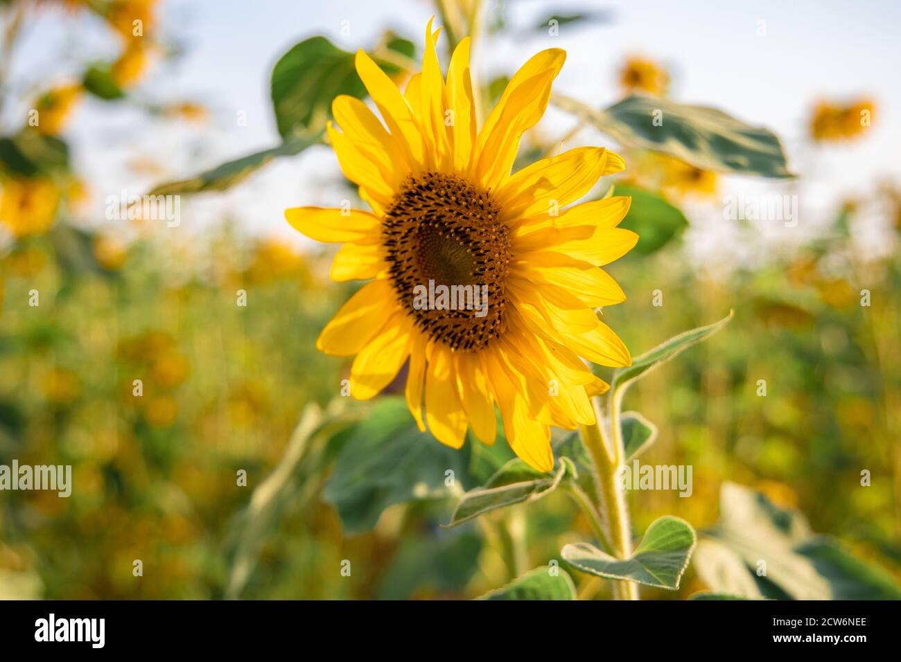 Beautiful bright blooming sunflower hi-res stock photography and images ...